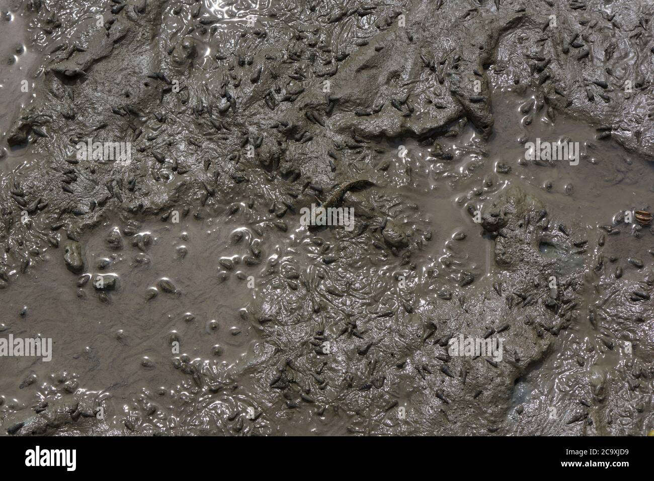 A blue Mudskipper or Amphibious fish in the mud Stock Photo - Alamy