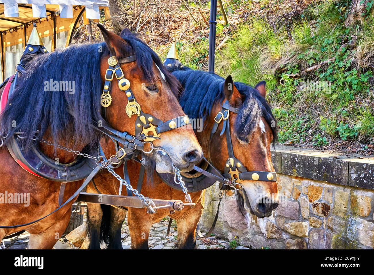 Horse head with traditional harness Stock Photo - Alamy