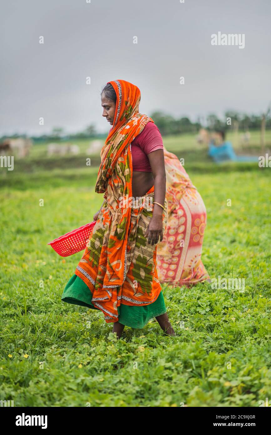Farmer working of Bitter Gourds field. Khulna, Bangladesh Stock Photo ...