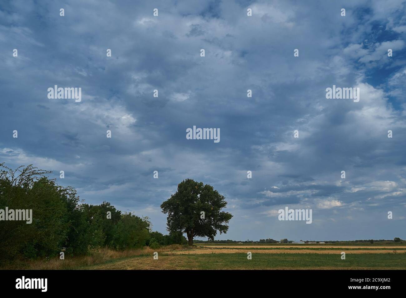 Plane tree family hi-res stock photography and images - Alamy
