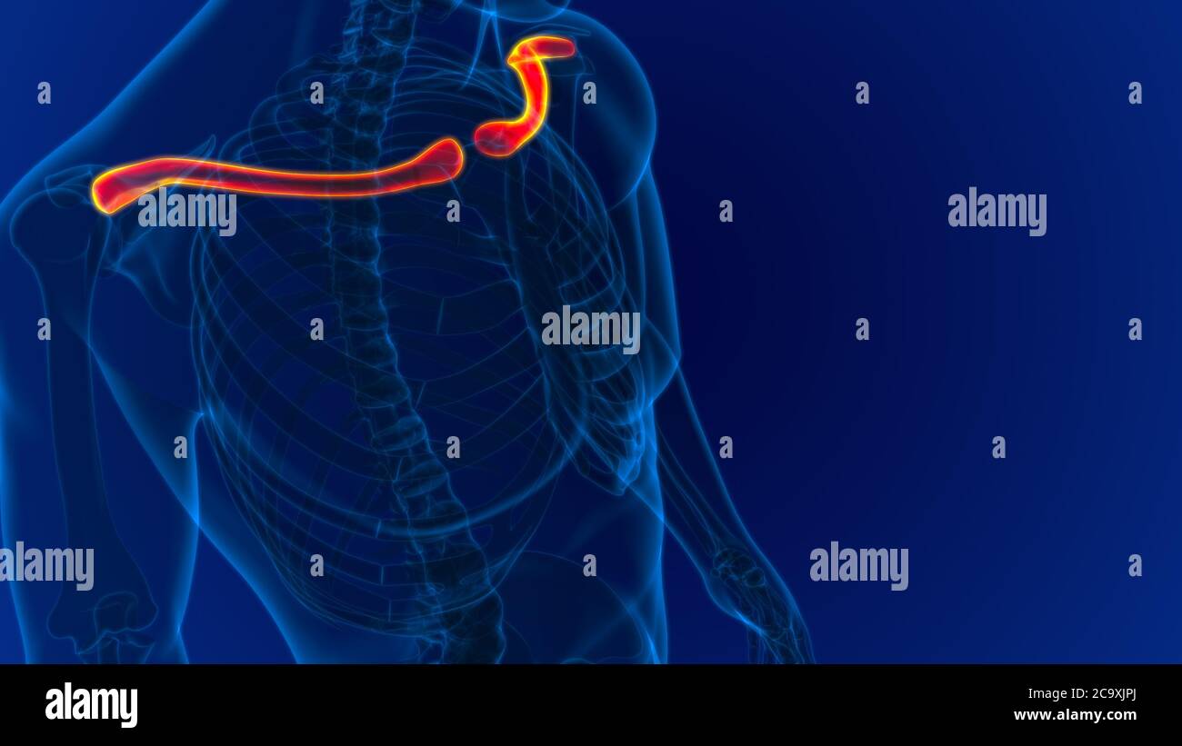 Human skeleton anatomy Clavicle Bones 3D Rendering For Medical Concept ...