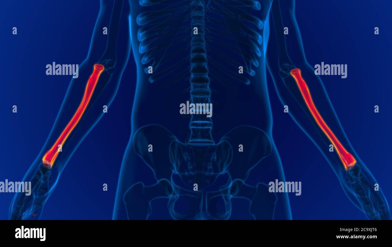Human skeleton anatomy Radius Bone 3D Rendering For Medical Concept ...