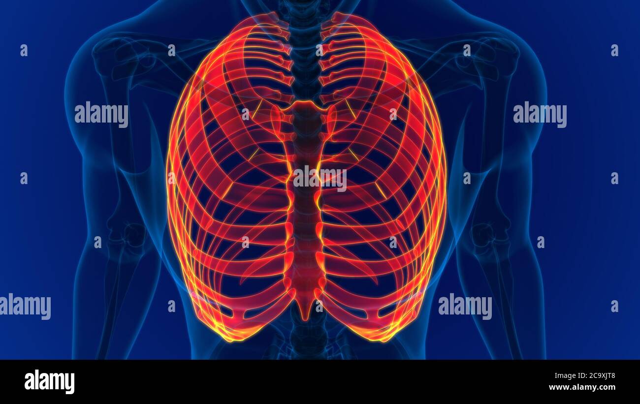 Human skeleton anatomy Rib Cage 3D Rendering For Medical Concept Stock ...