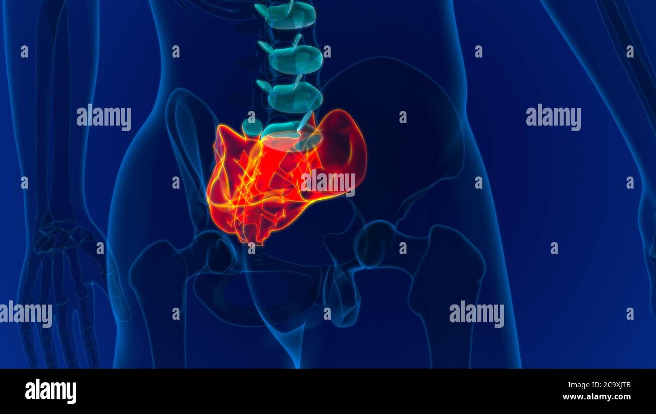 Human skeleton anatomy Sacral Bone 3D Rendering For Medical Concept ...