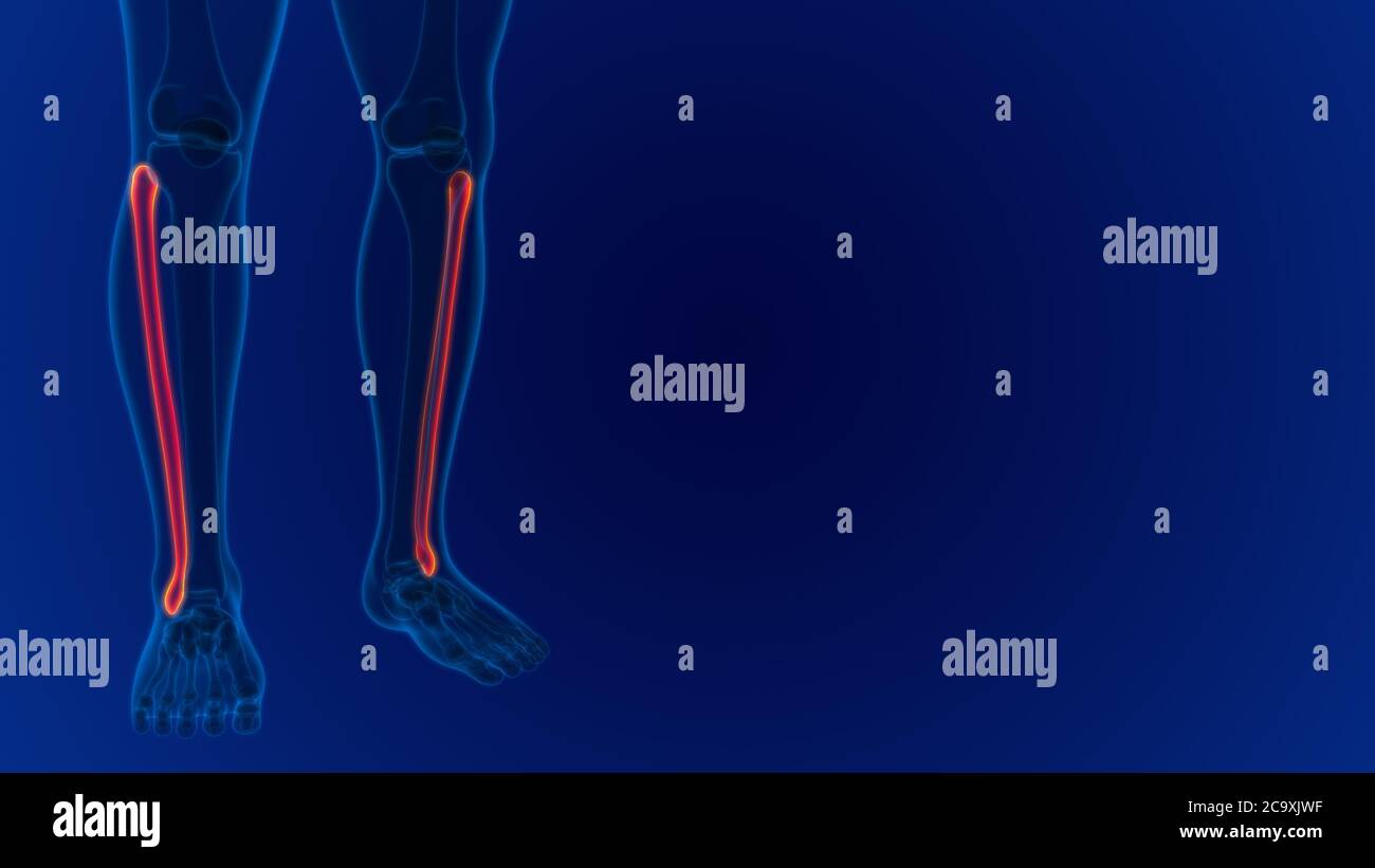 Human skeleton anatomy Fibula Bone 3D Rendering For Medical Concept ...
