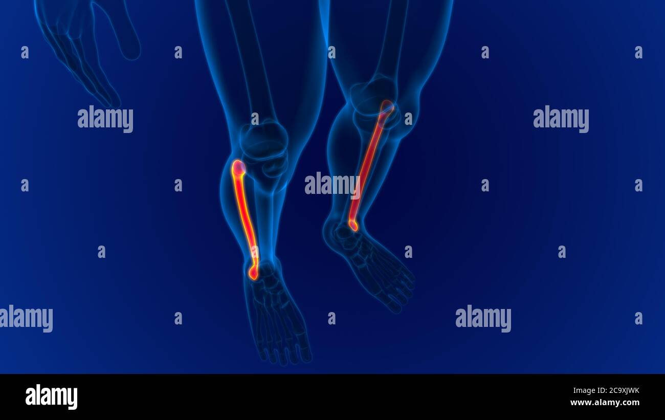 Human skeleton anatomy Fibula Bone 3D Rendering For Medical Concept ...