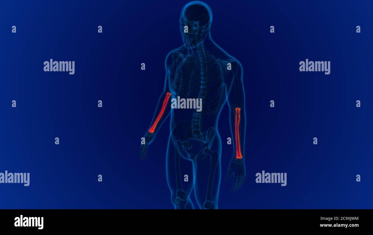 Human skeleton anatomy Radius Bone 3D Rendering For Medical Concept ...