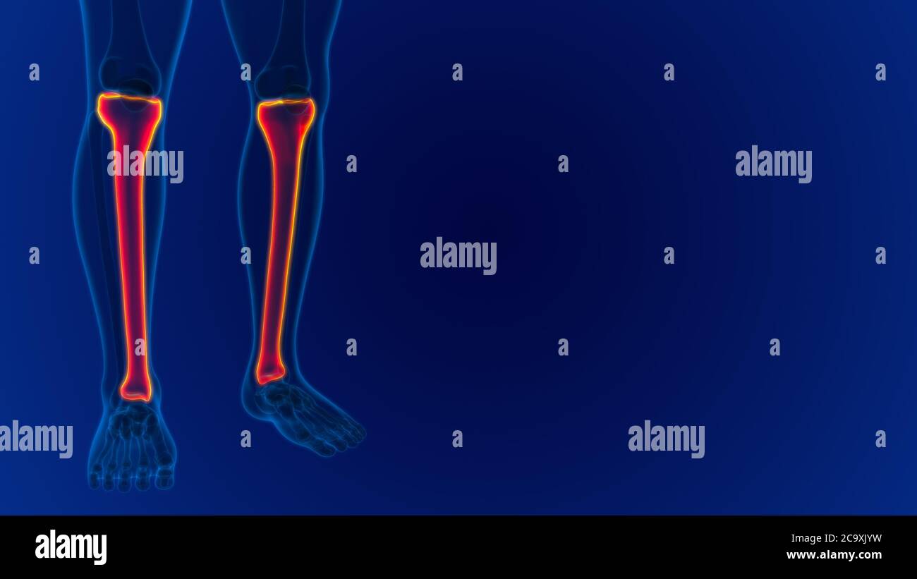 Human skeleton anatomy Tibia Bone 3D Rendering For Medical Concept ...