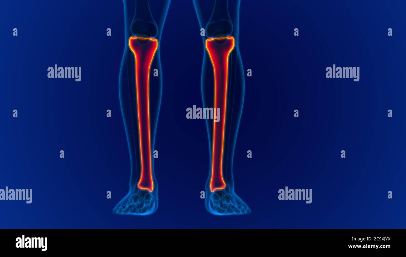 Human skeleton anatomy Tibia Bone 3D Rendering For Medical Concept ...