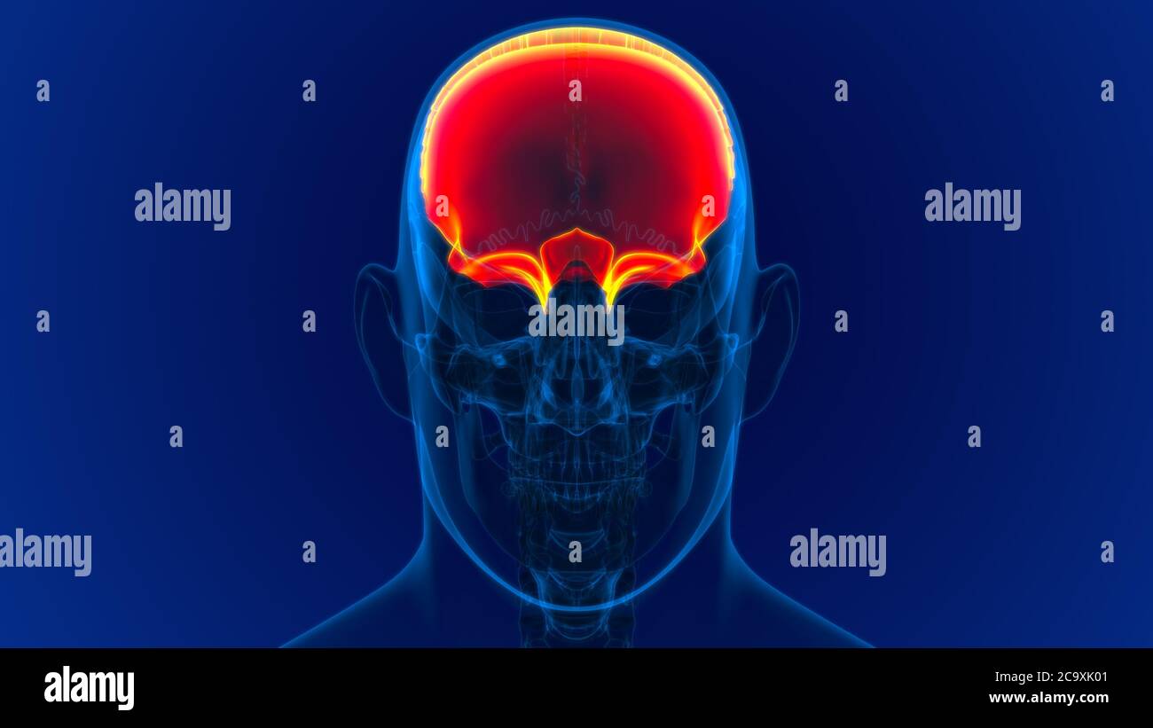 Human Skeleton Skull Frontal Bone Anatomy For Medical Concept 3D ...