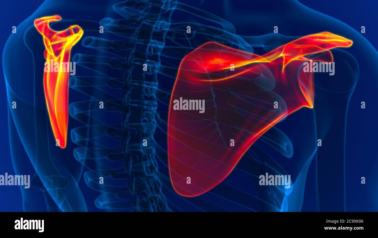 Human skeleton anatomy Scapula Bone 3D Rendering For Medical Concept ...
