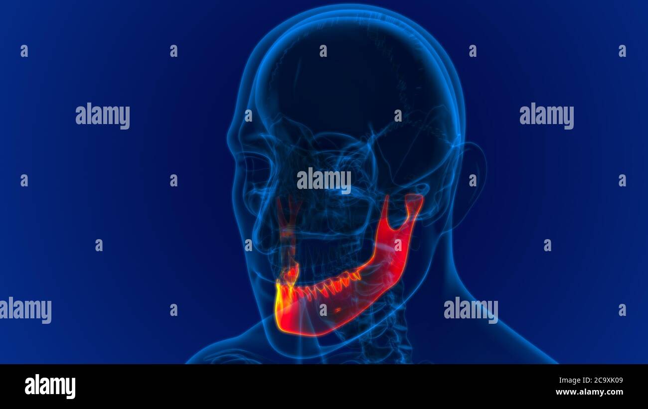 Human Skeleton Skull Mandible Bone Anatomy For Medical Concept 3D ...