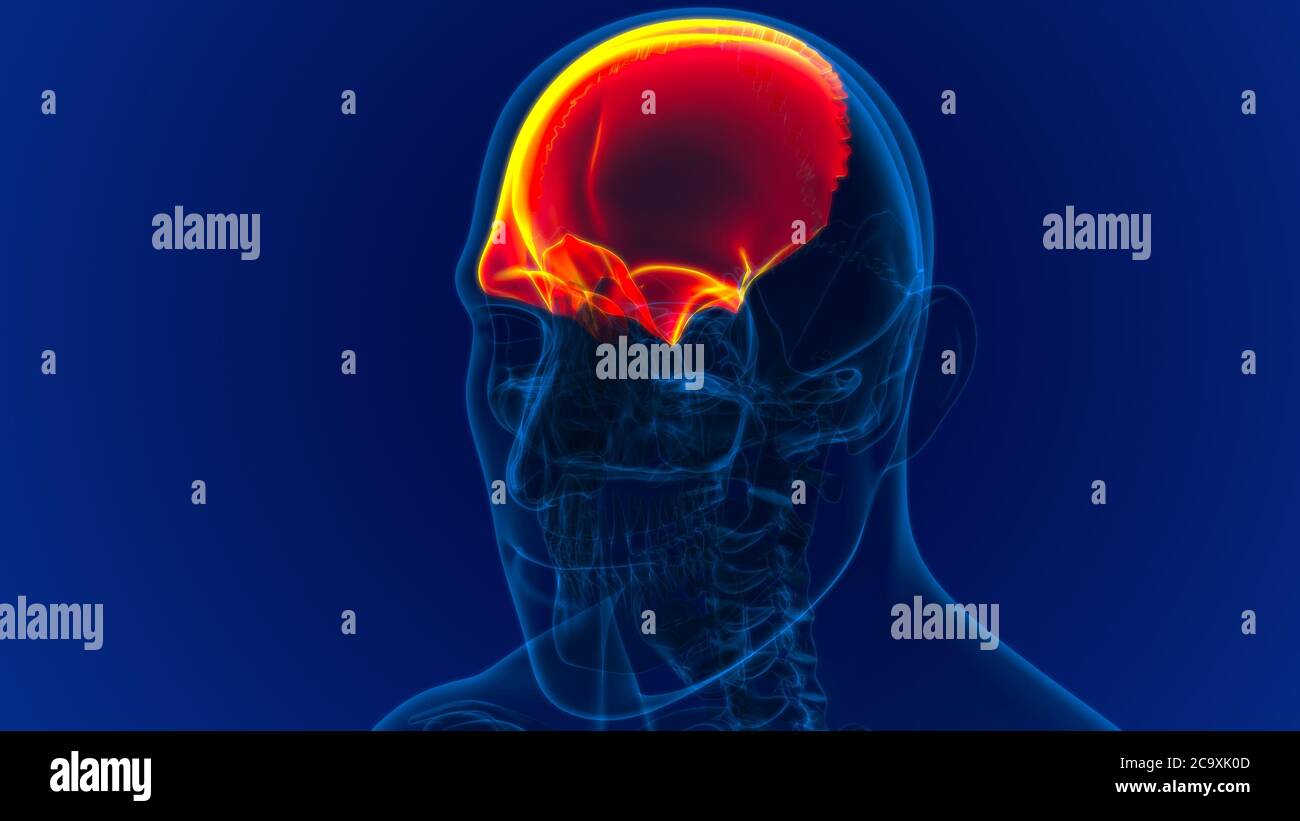 Human Skeleton Skull Frontal Bone Anatomy For Medical Concept 3D ...