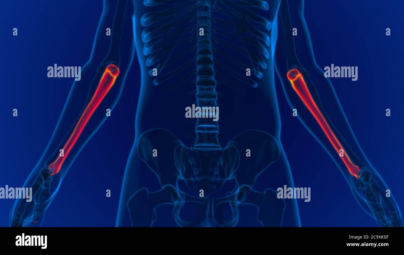 Human skeleton anatomy Ulna Bone 3D Rendering For Medical Concept Stock ...