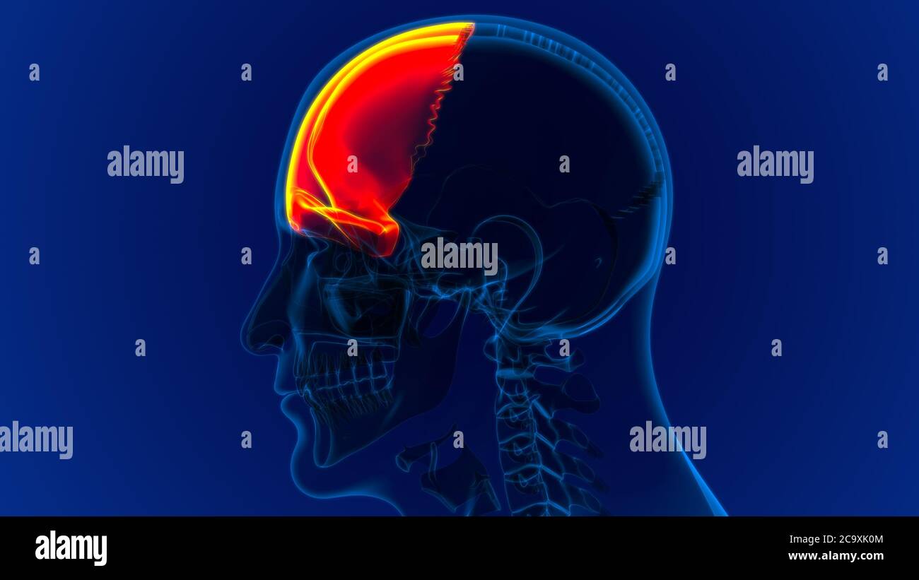 Human Skeleton Skull Frontal Bone Anatomy For Medical Concept 3D ...