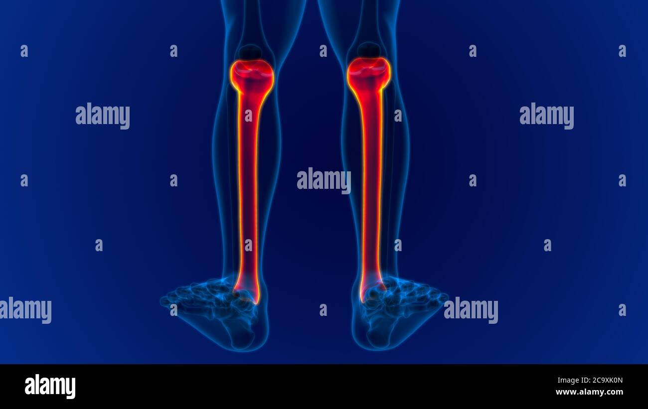 Human skeleton anatomy Tibia Bone 3D Rendering For Medical Concept ...