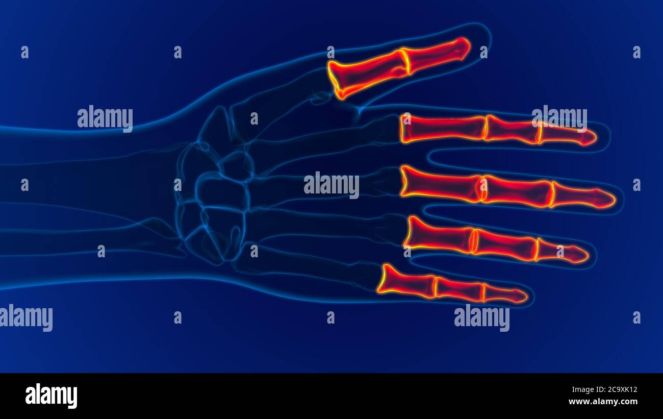 Human Skeleton Hand Phalanges Bone Anatomy For Medical Concept 3D ...