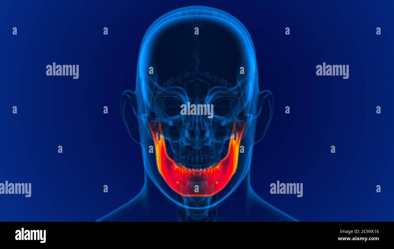 Human Skeleton Skull Mandible Bone Anatomy For Medical Concept 3D ...