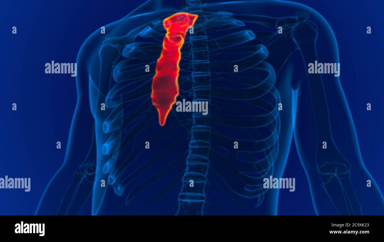 Human Skeleton Sternum Bone Anatomy For Medical Concept 3D Illustration ...