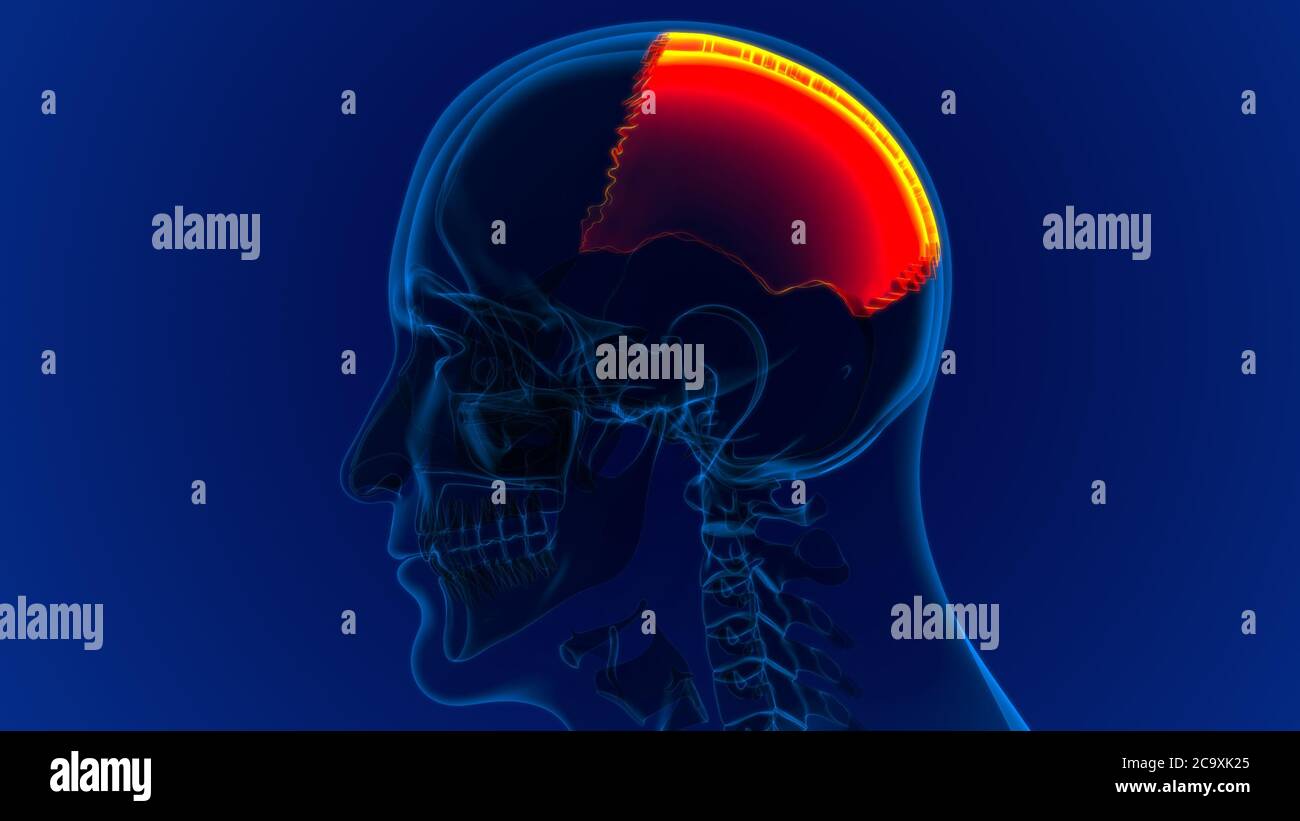 Human Skeleton Skull Parietal Bone Anatomy For Medical Concept 3D ...
