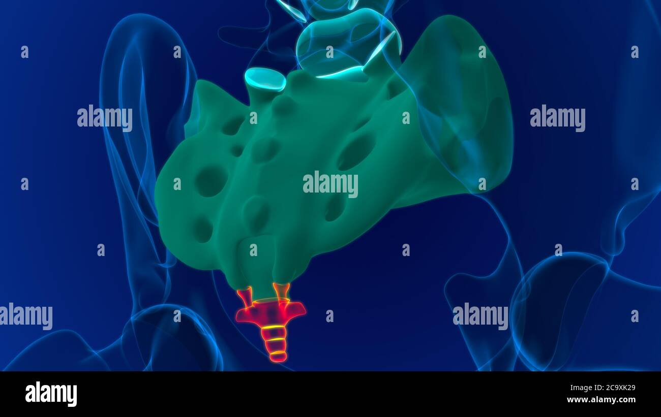 Coccyx Tail High Resolution Stock Photography and Images - Alamy