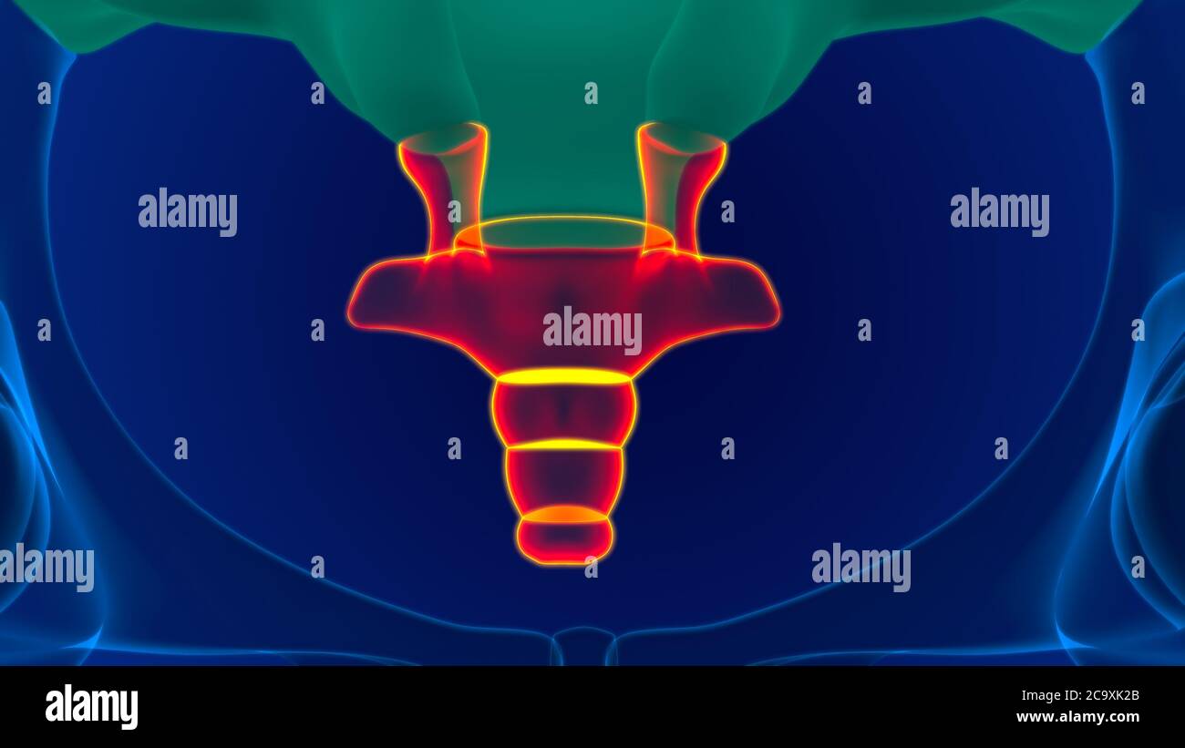 Coccyx Tail High Resolution Stock Photography and Images - Alamy