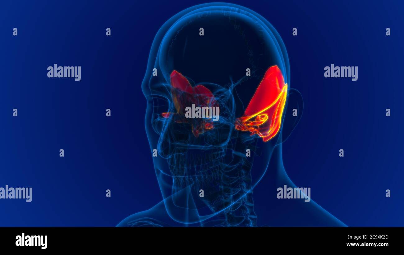 Human Skeleton Skull Temporal Bone Anatomy For Medical Concept 3D ...