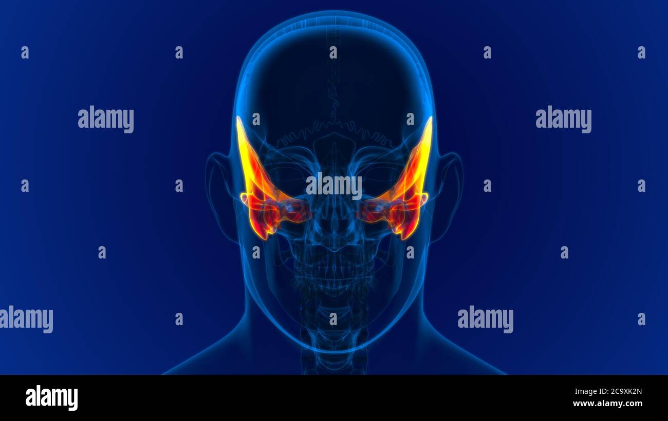 Human Skeleton Skull Temporal Bone Anatomy For Medical Concept 3D ...