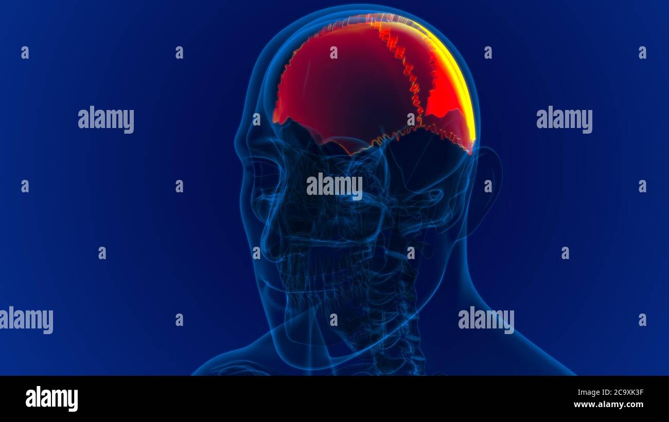 Human Skeleton Skull Parietal Bone Anatomy For Medical Concept 3D ...