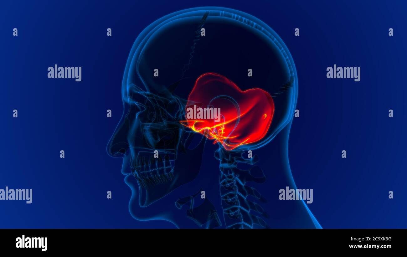 Human Skeleton Skull Temporal Bone Anatomy For Medical Concept 3D ...