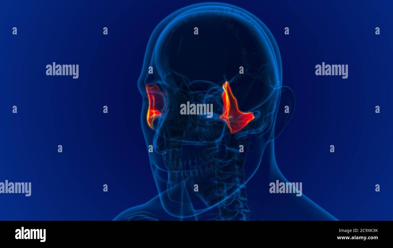 Human Skeleton Skull Zygomatic Bone Anatomy For Medical Concept 3D ...