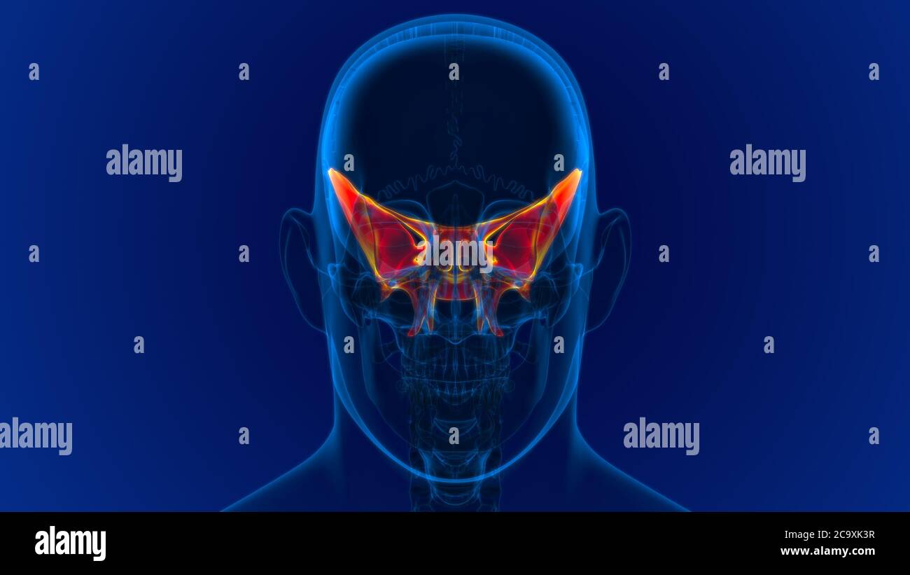 Human Skeleton Skull Sphenoid Bone Anatomy For Medical Concept 3D ...