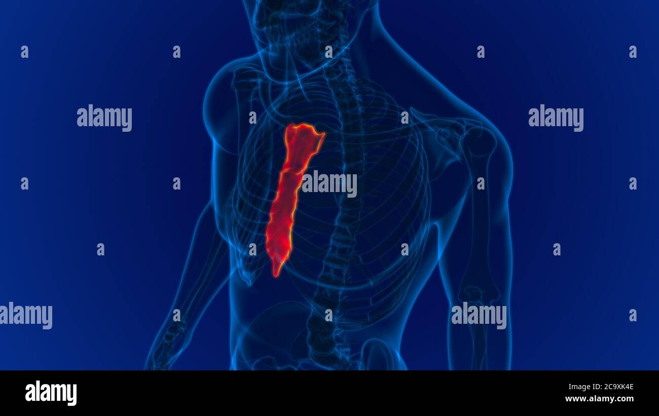 Human Skeleton Sternum Bone Anatomy For Medical Concept 3D Illustration ...
