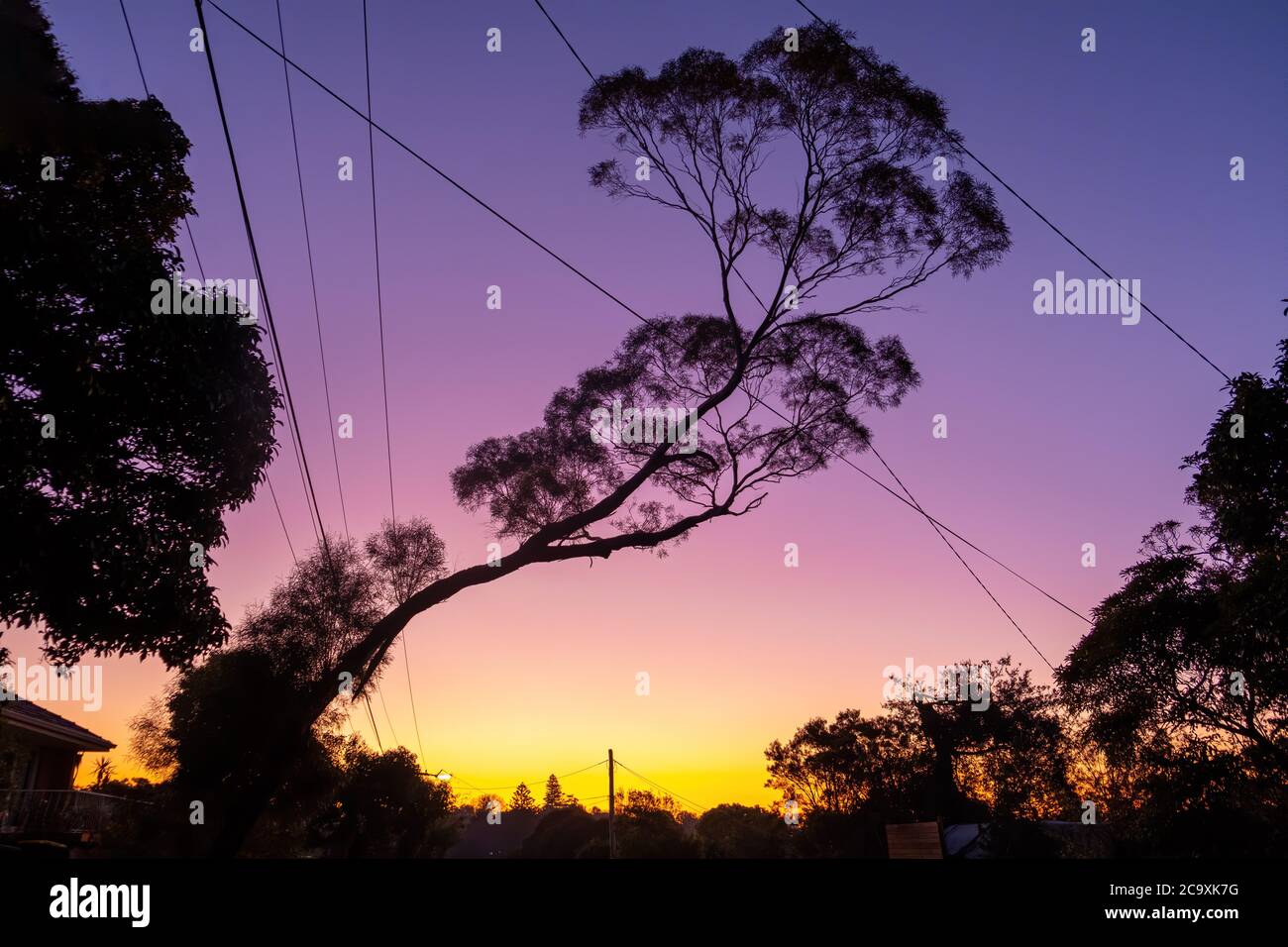 Beautiful slanted native Australian tree at sunset - low angle view ...