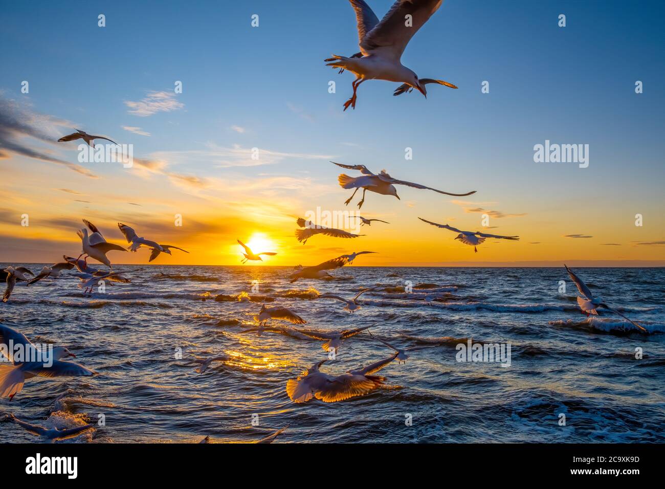 Many Seagulls Flying High Resolution Stock Photography and Images - Alamy