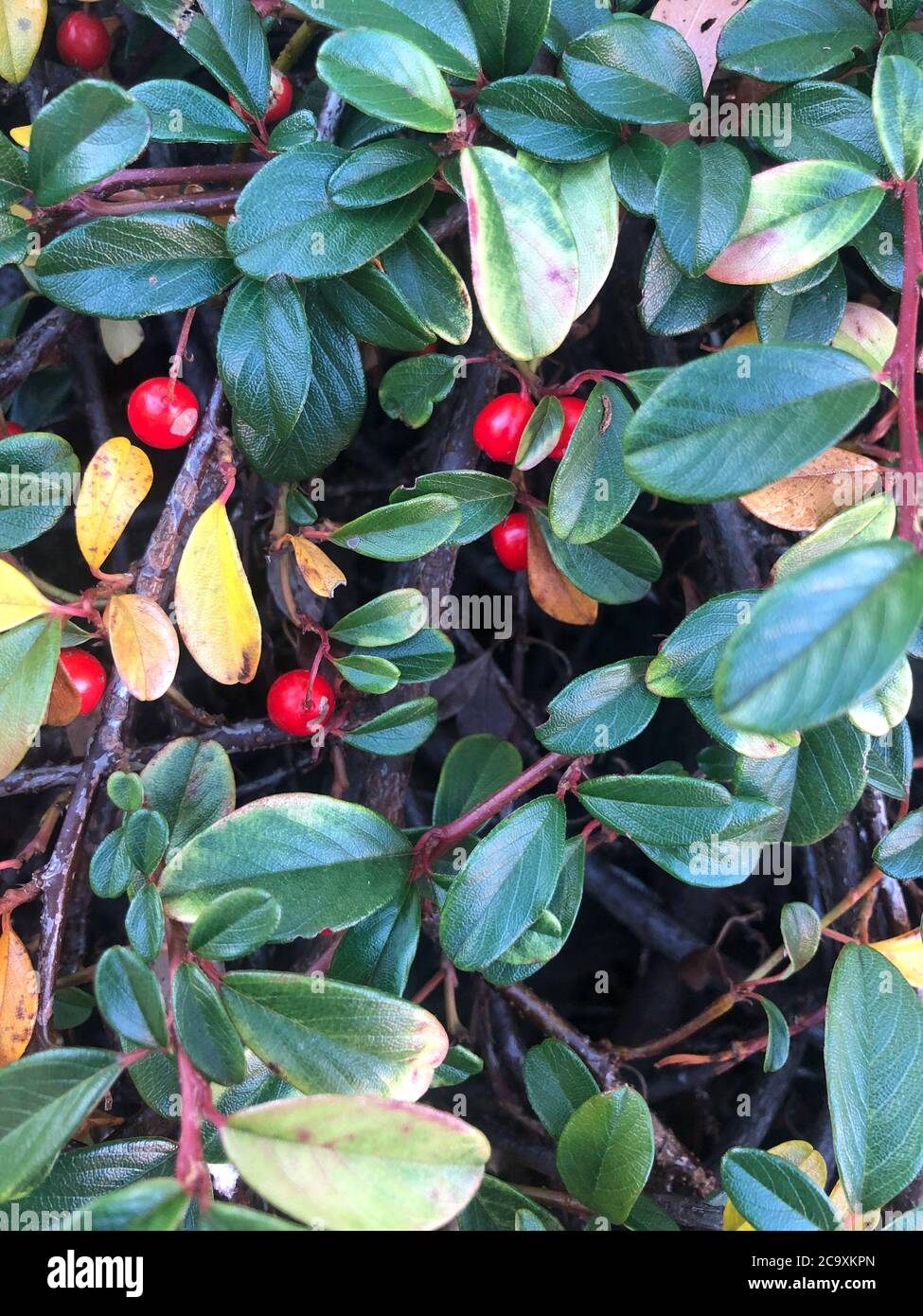 Green leafs with red unedible fruits - background Stock Photo - Alamy