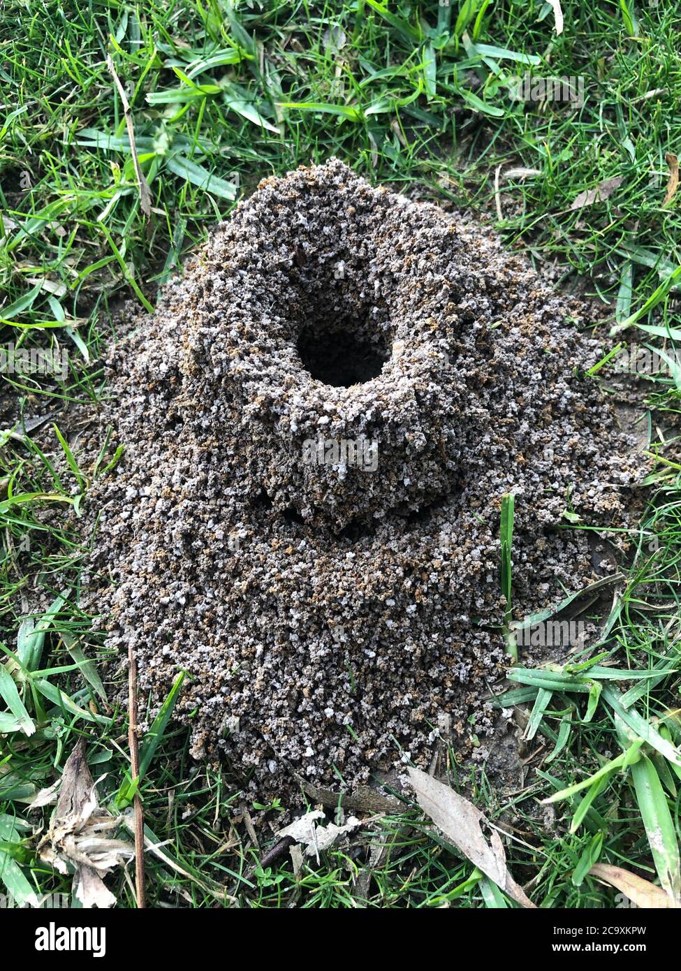 Anthill entrance hi-res stock photography and images - Alamy
