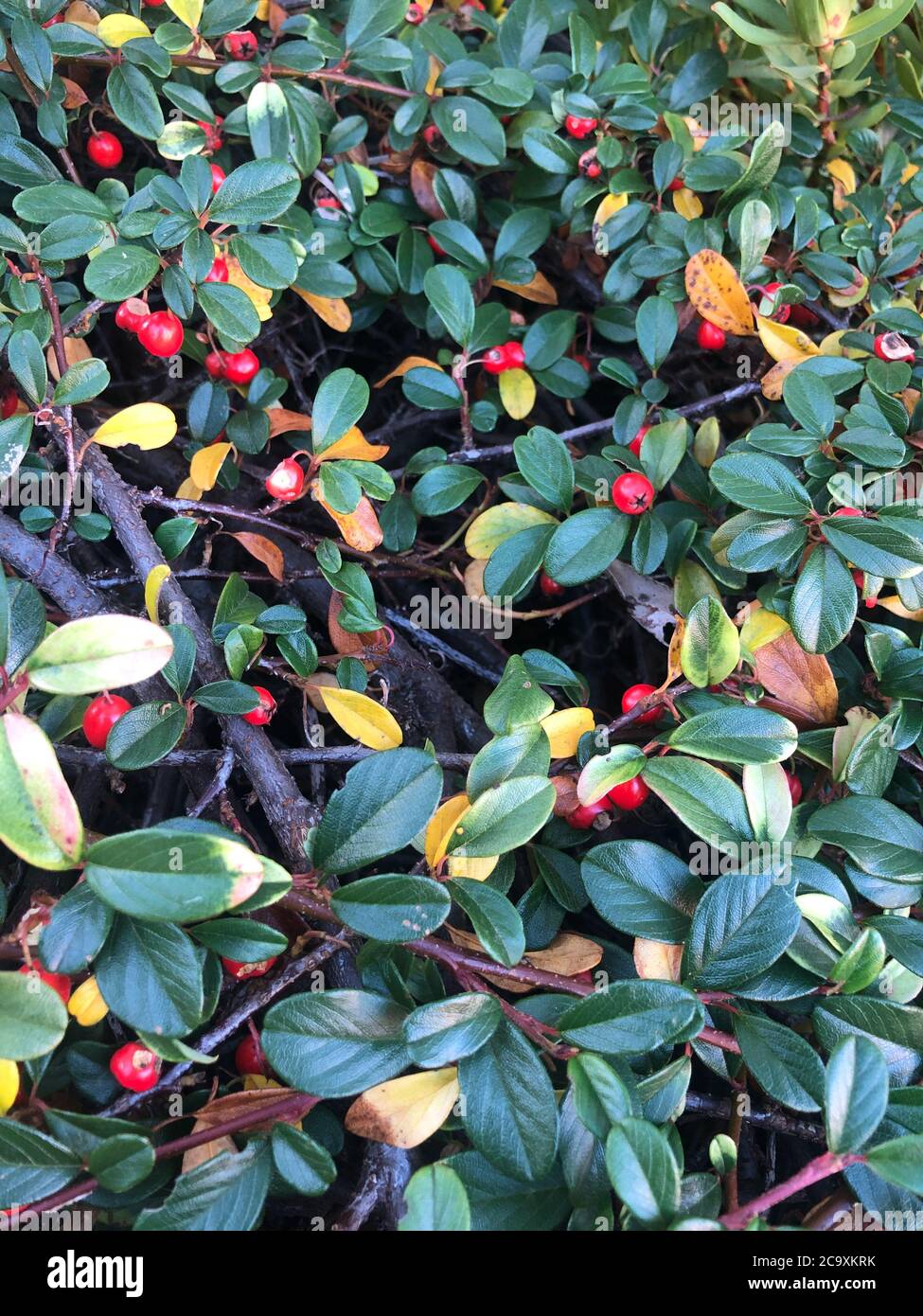 Green leafs with red unedible fruits - full frame background Stock ...