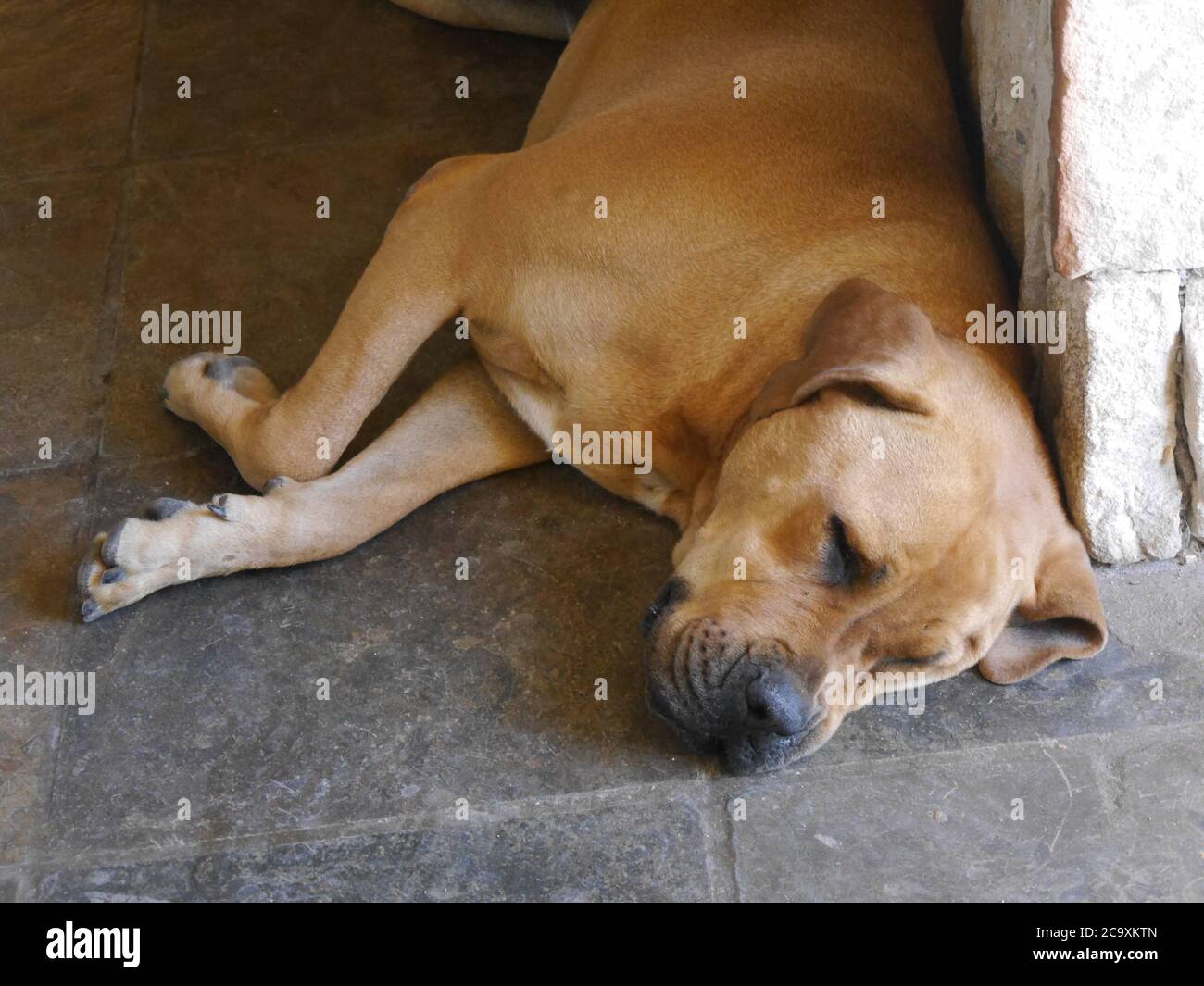 Close up of face of yellow Labrador Retriever sleeping on tiled floor ...