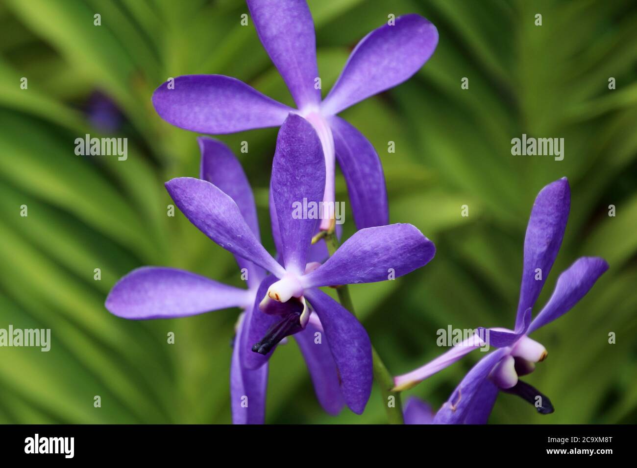 Orchids classification hi-res stock photography and images - Alamy