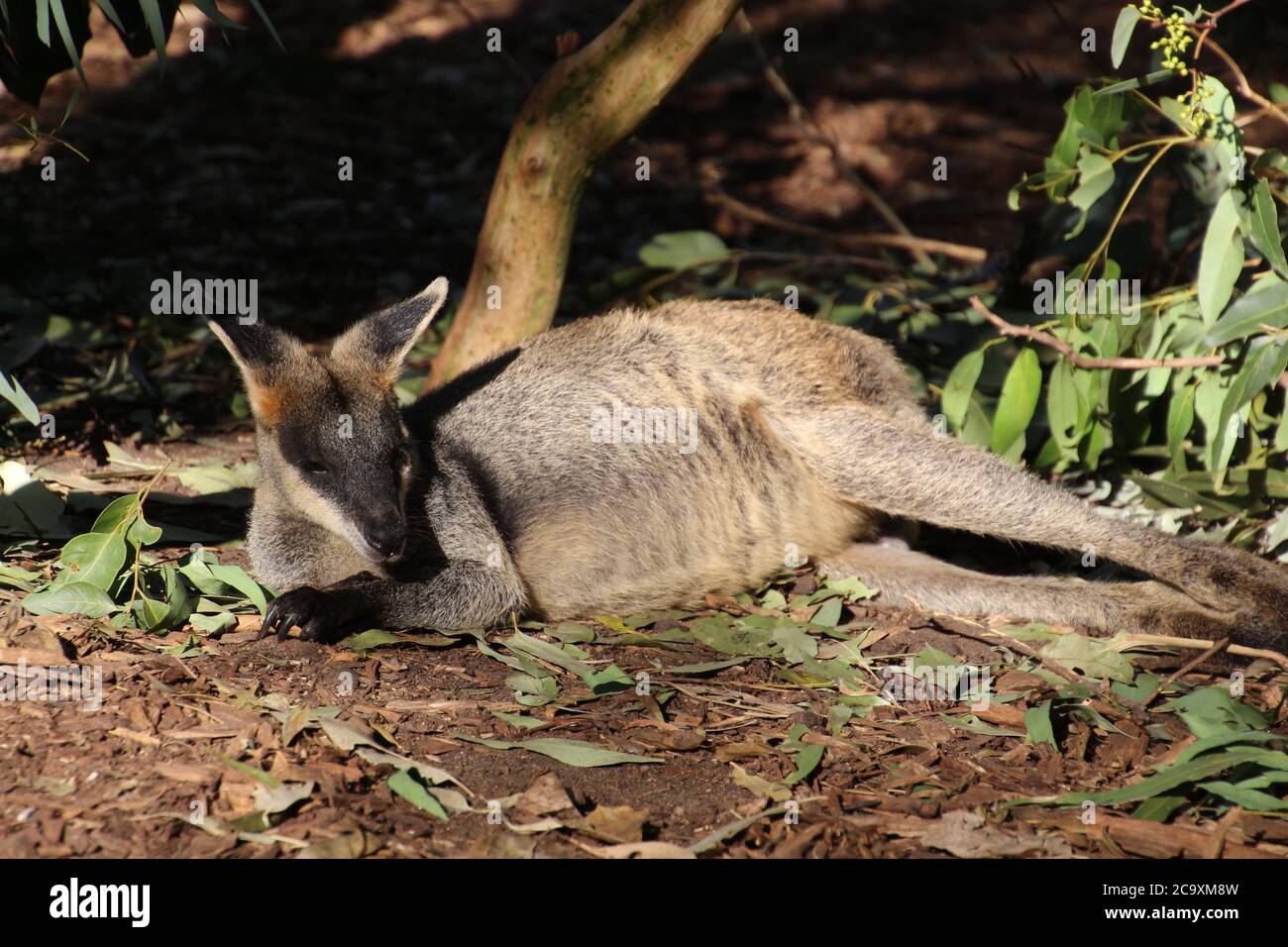 Big kangaroo paw hi-res stock photography and images - Alamy