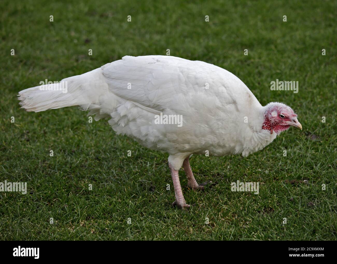 White Female Turkey (meleagris gallopavo Stock Photo - Alamy