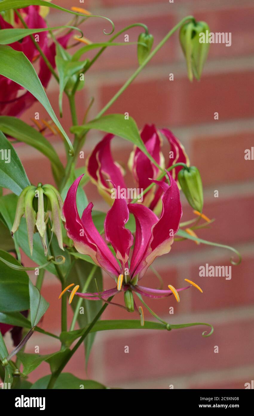 Pink glory lilies hi-res stock photography and images - Alamy