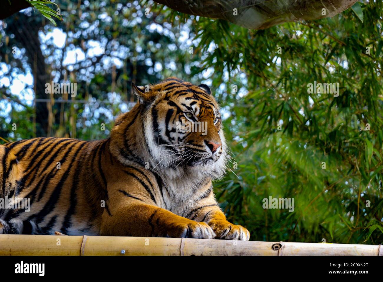Tiger chilling hi-res stock photography and images - Alamy