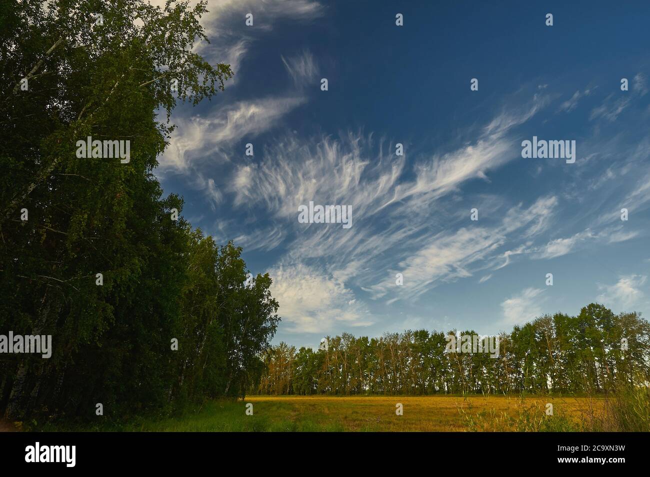 A tree in the sky Stock Photo - Alamy