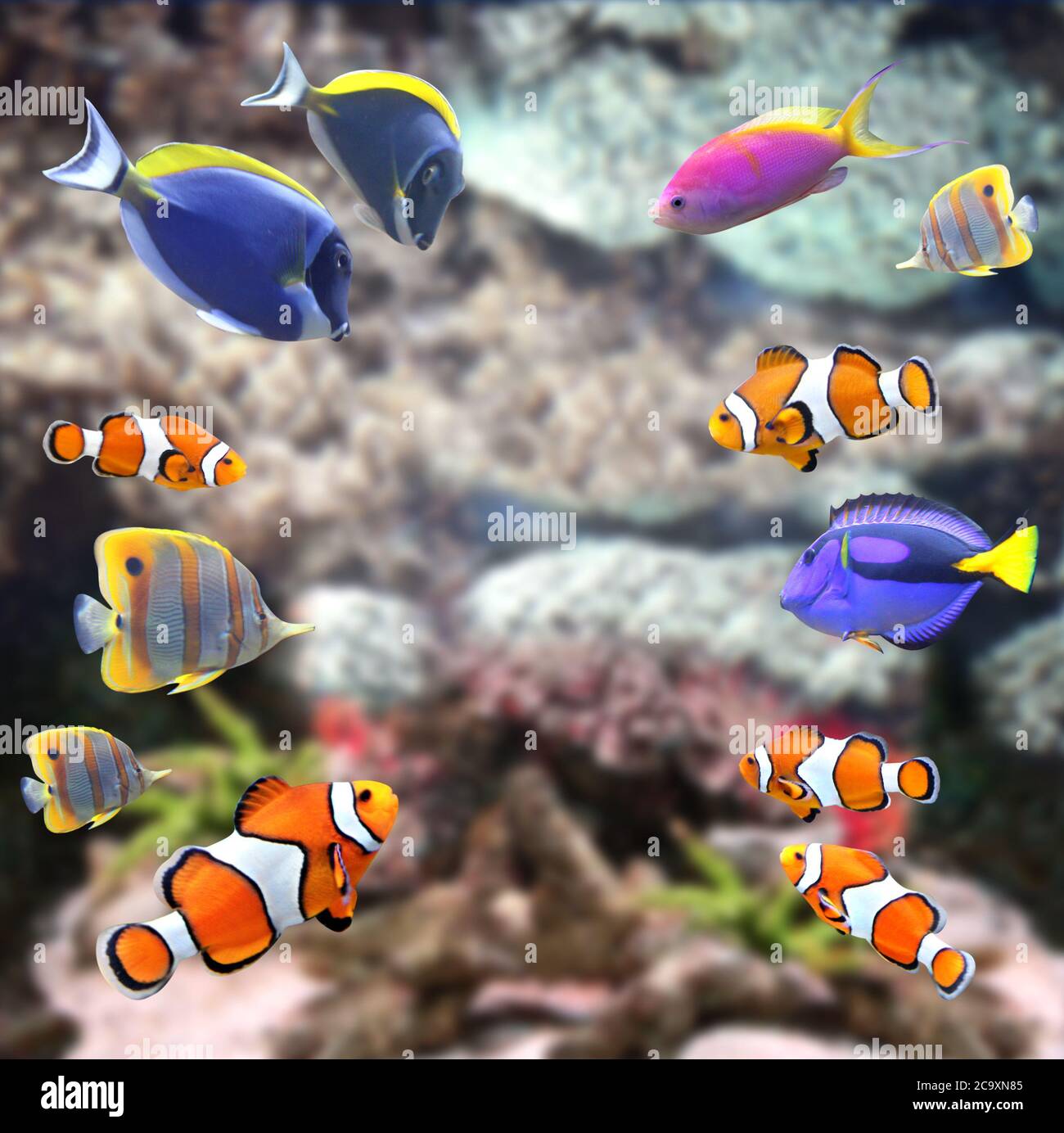 Underwater scene with beautiful tropical fish - hepatus; blue tang ...