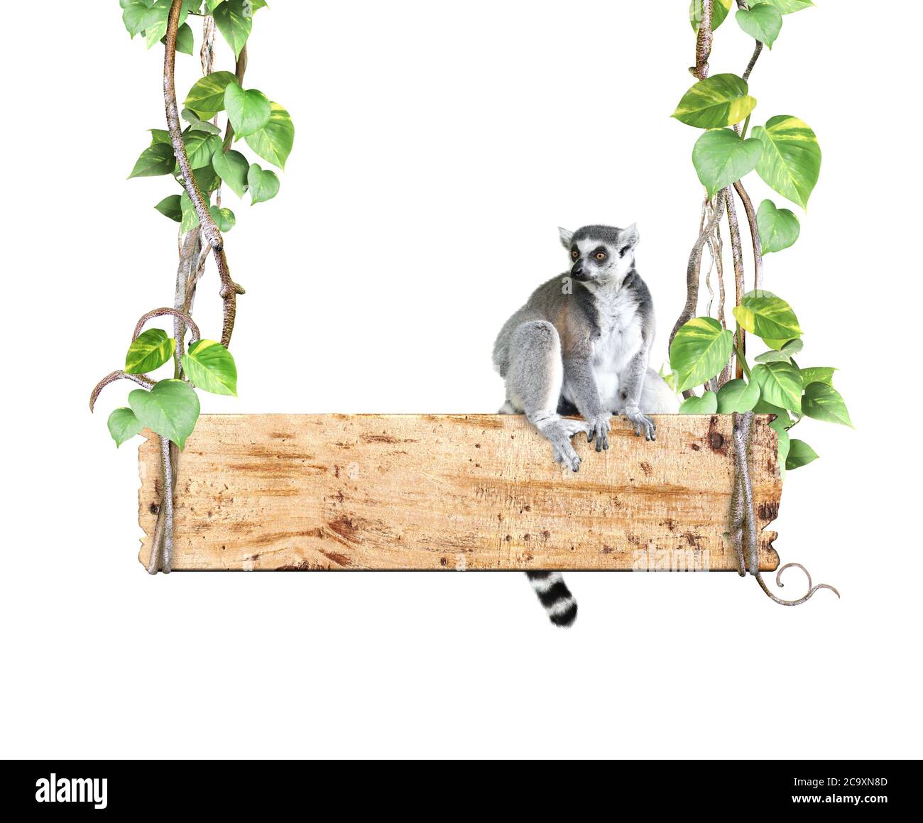 Ringtailed lemur, old wooden board, lianas and leaves of tropical plant ...