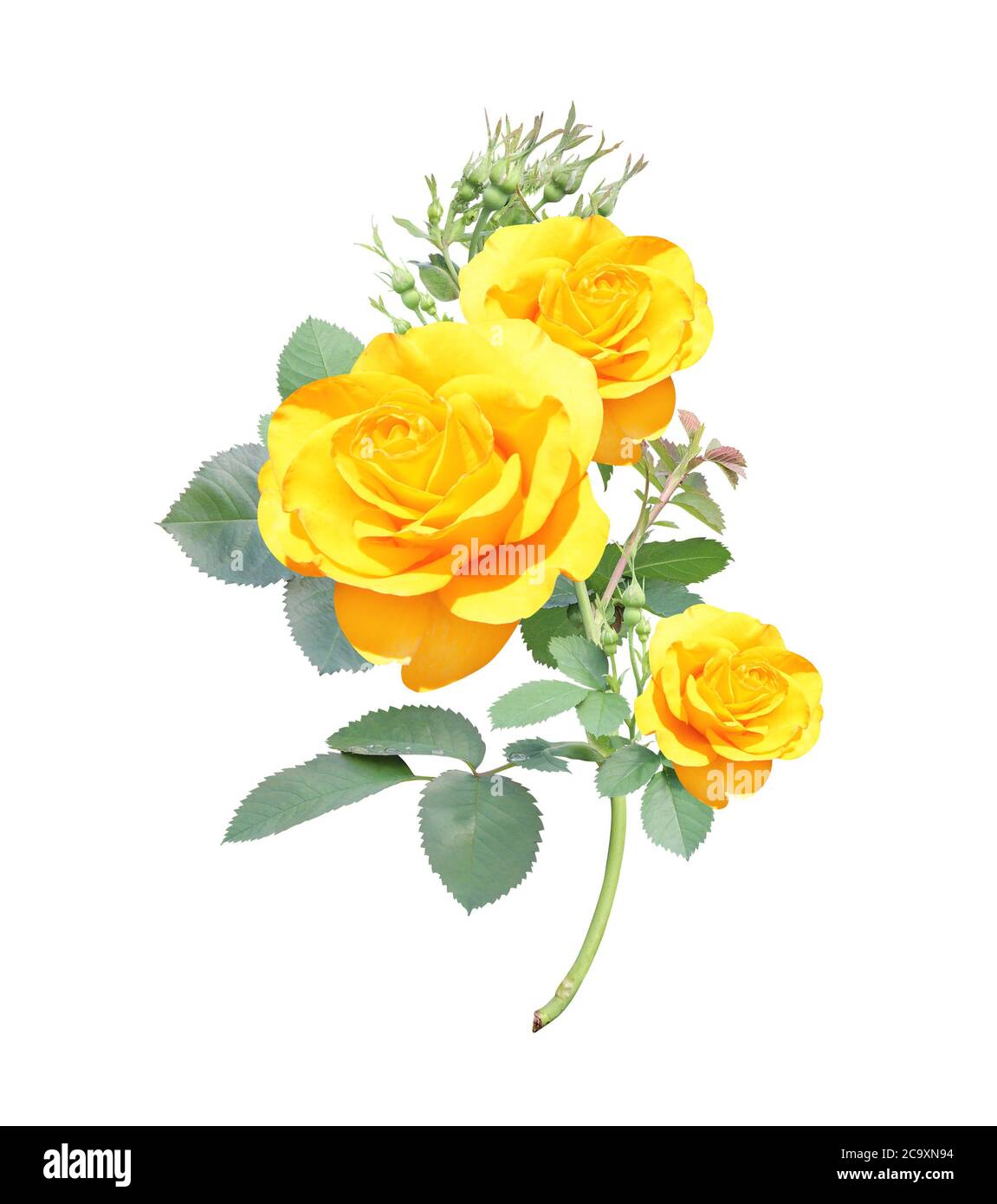 Branch of rose with yellow flowers. Isolated on white background Stock ...