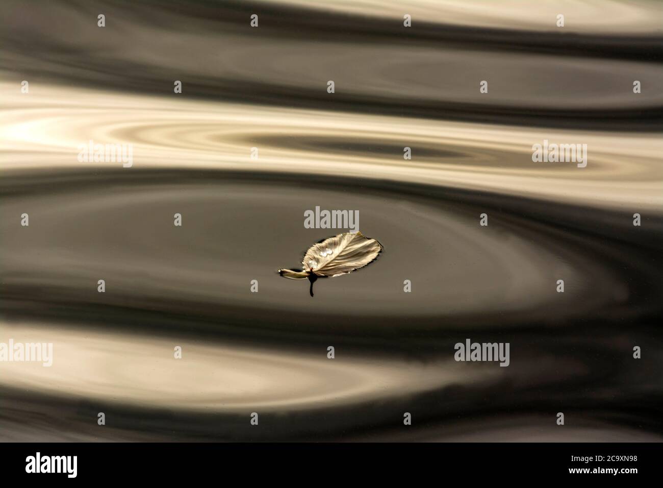 Floating autumn leaf hi-res stock photography and images - Alamy