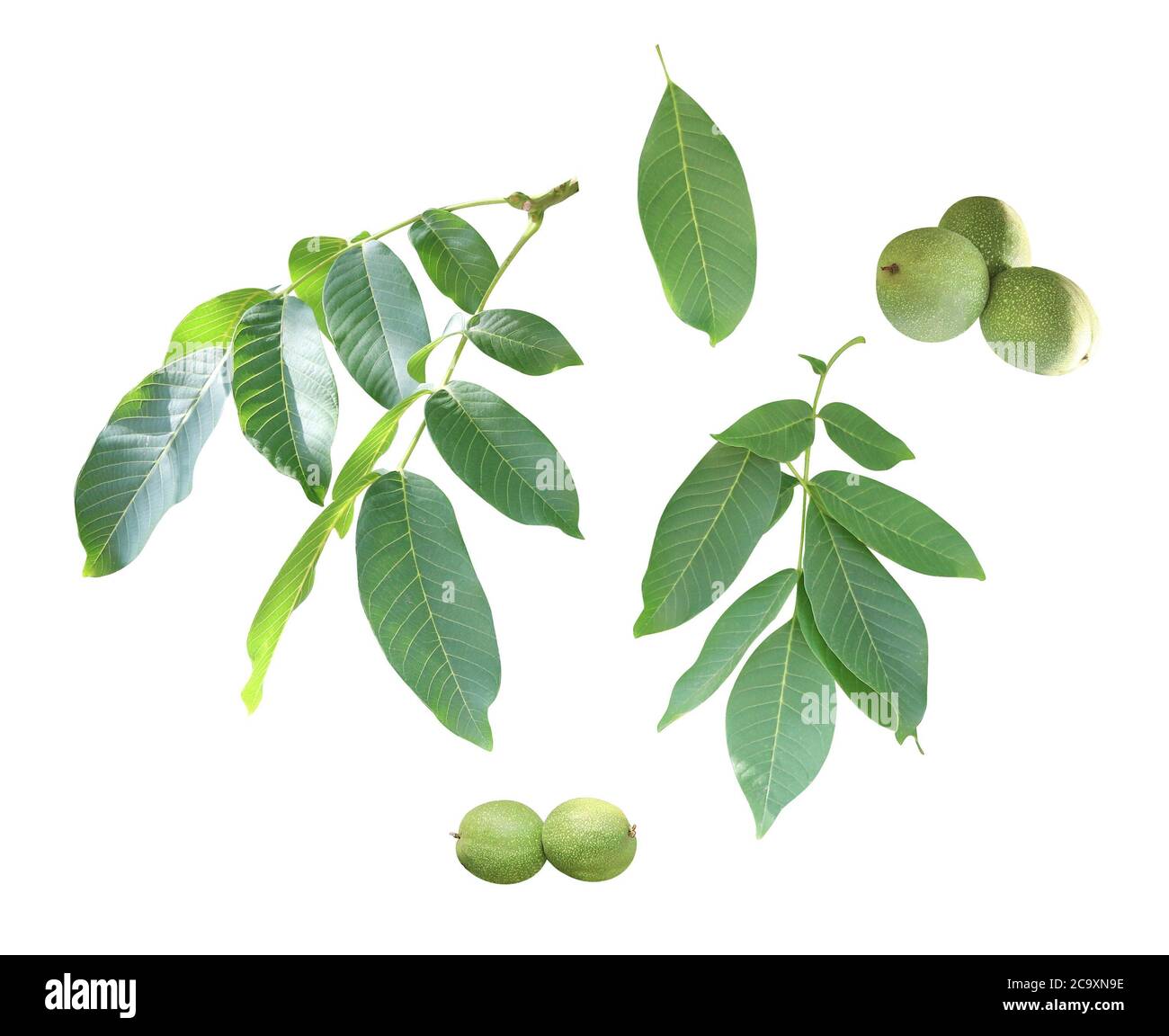 Branch with leaves and green walnuts (Juglans regia, Persian walnut ...